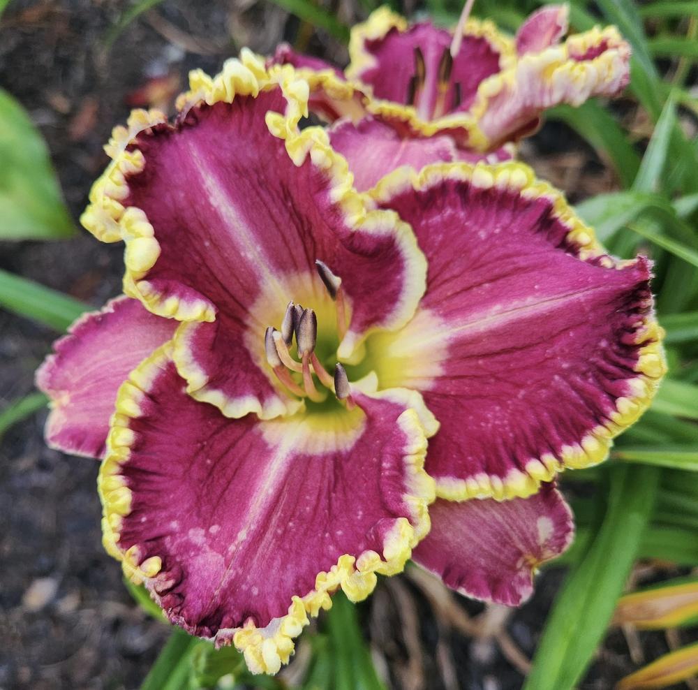 Daylily (Hemerocallis 'Doctor Jackson') in the Daylilies Database - Garden.org