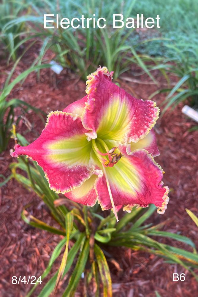 Photo of the bloom of Daylily (Hemerocallis 'Electric Ballet') posted ...