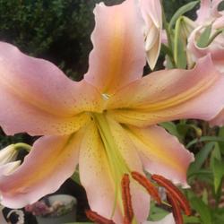 Lily (Lilium 'Elusive') in the Lilies Database - Garden.org