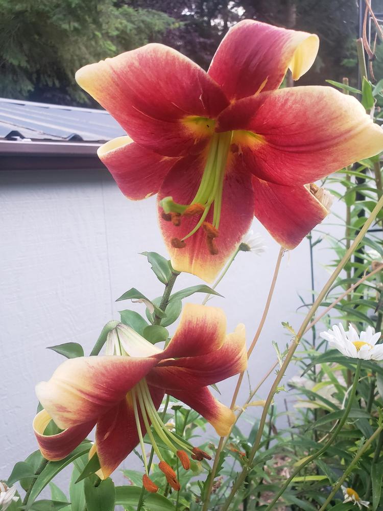 Lily (Lilium 'Red Morning') in the Lilies Database - Garden.org