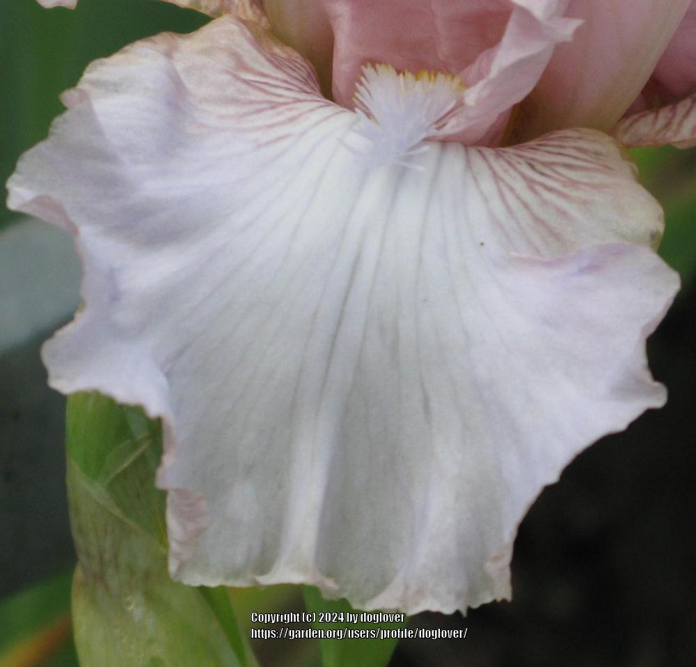 Photo of the stamens, filaments and pistils of Intermediate Bearded ...