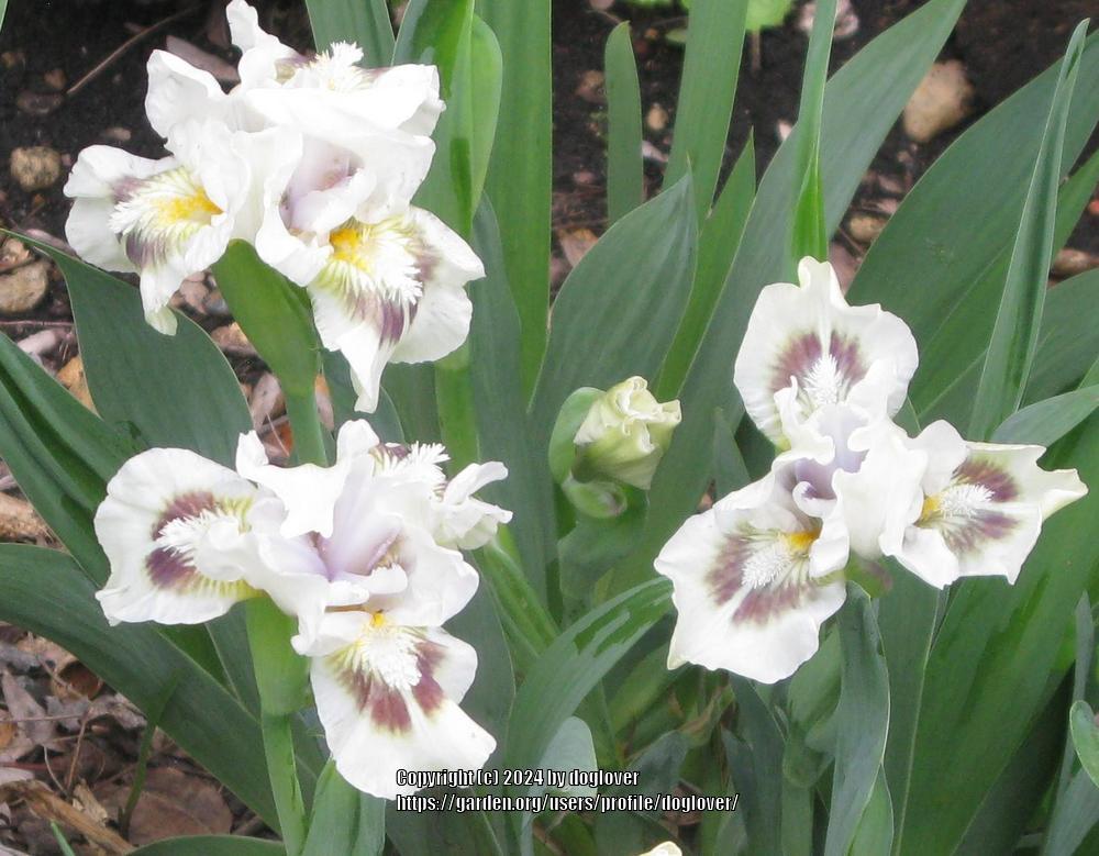 Photo of the bloom of Standard Dwarf Bearded Iris (Iris 'Evidence') posted by doglover - Garden.org