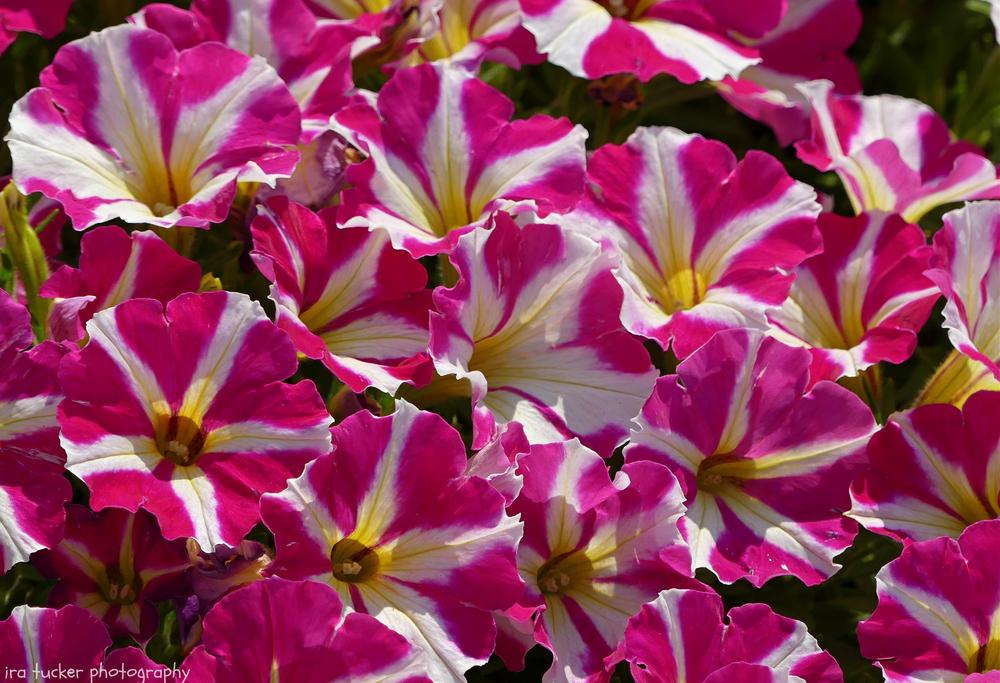 Petunia (Petunia hybrida Heartwheel) in the Petunias Database - Garden.org
