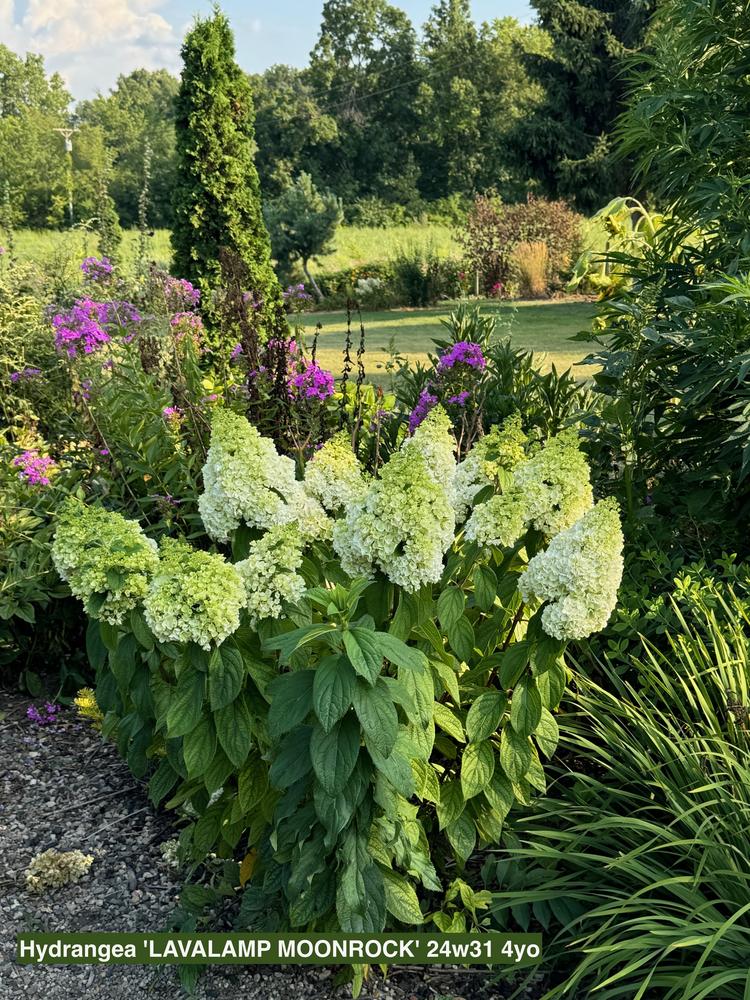 Photo of the entire plant of Panicle Hydrangea (Hydrangea paniculata ...