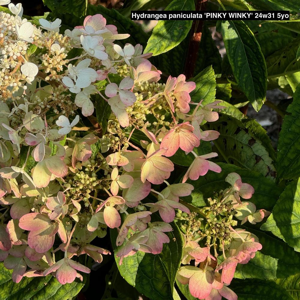 Photo of the bloom of Panicle Hydrangea (Hydrangea paniculata Pinky ...