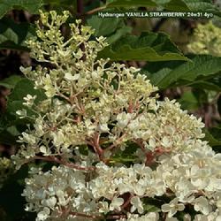 Panicle Hydrangea (Hydrangea paniculata First Editions® Vanilla ...