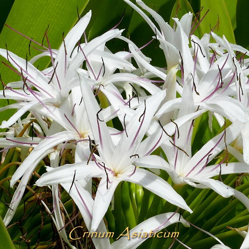 Photo of the bloom of Grand Crinum Lily (Crinum asiaticum) posted by ...