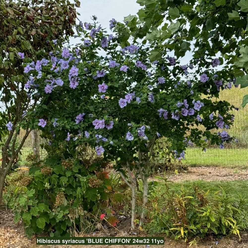 Photo of the entire plant of Rose of Sharon (Hibiscus syriacus Blue ...