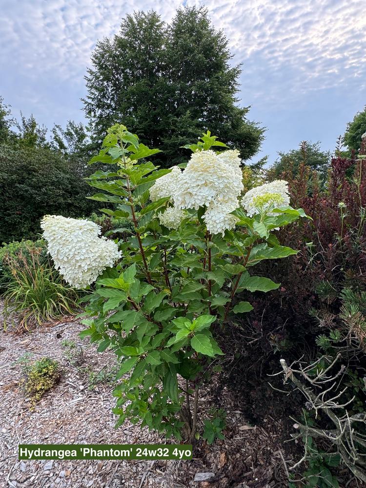 Photo of the entire plant of Panicle Hydrangea (Hydrangea paniculata 'Phantom') posted by ...
