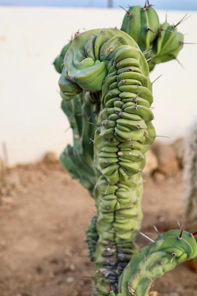 Photo of the stem, scape, stalk or bark of Garambullo (Myrtillocactus ...