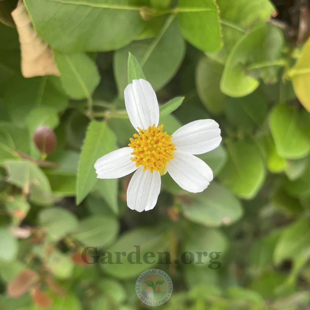 Romerillo (Bidens alba var. radiata) - Garden.org
