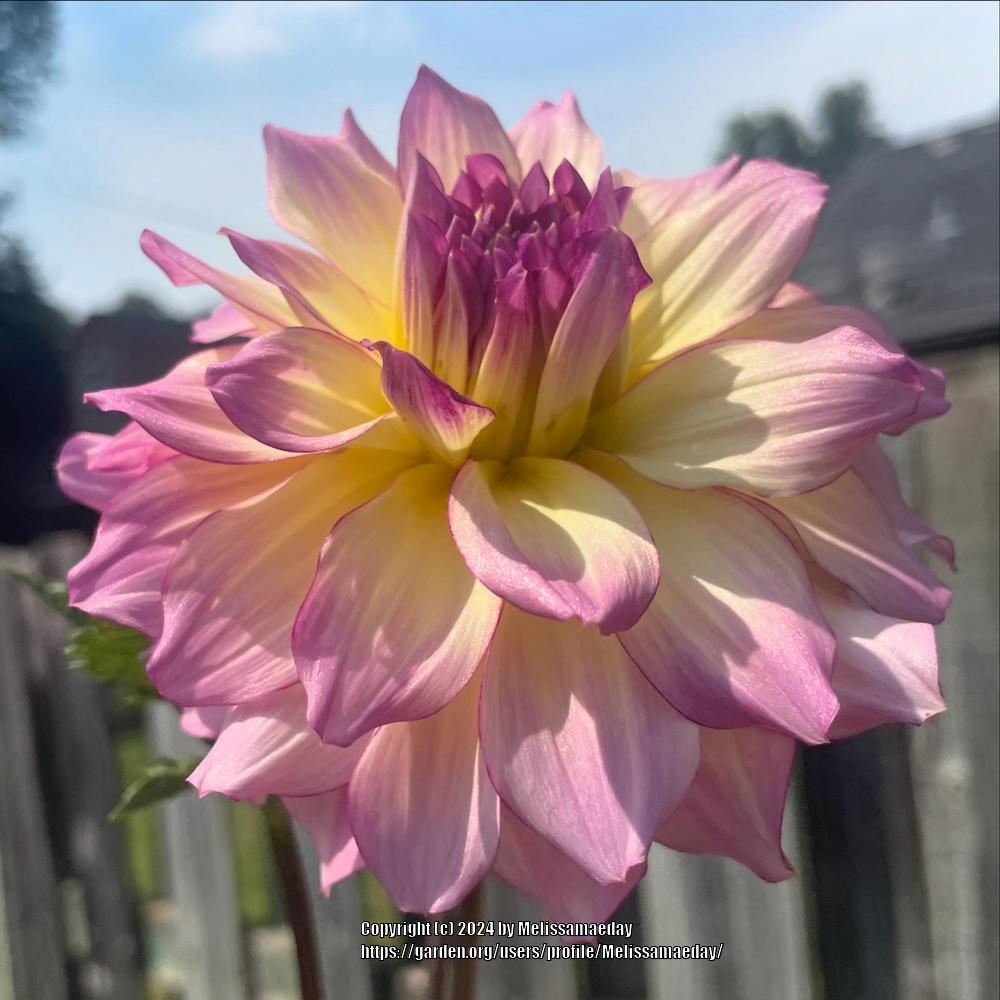 Photo of the bloom of AC Twisp (Dahlia 'AC Twisp') posted by ...