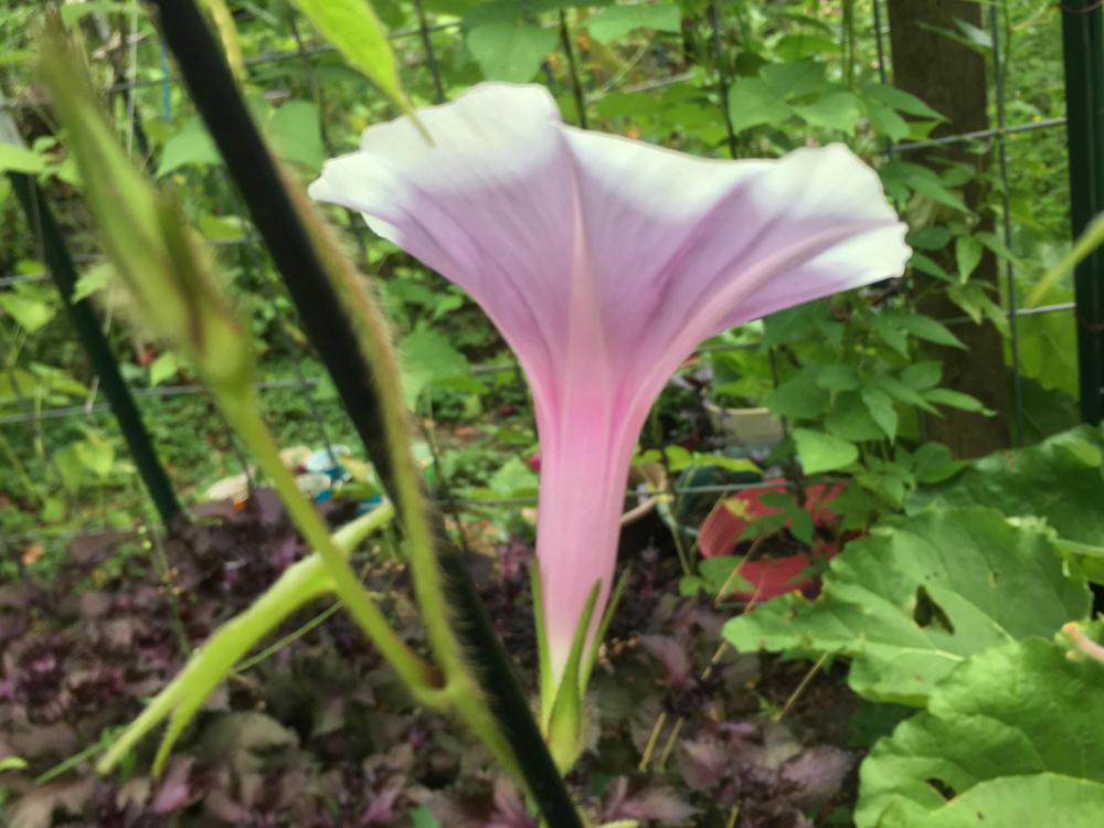 Photo of the bloom of Hybrid Morning Glory (Ipomoea nil 'Gray Morning ...