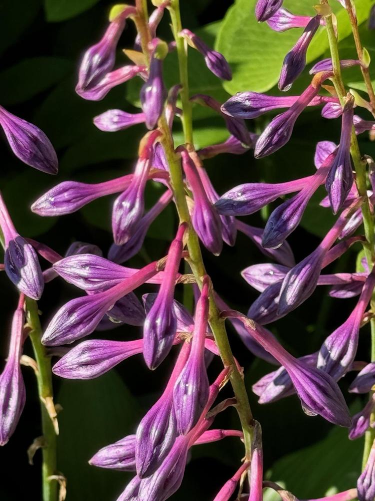 Photo of the bloom of Hosta (Hosta clausa) posted by crawgarden ...