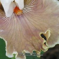 Photo of the closeup of buds, sepals and receptacles of Tall Bearded ...