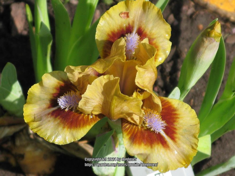 Photo of the bloom of Standard Dwarf Bearded Iris (Iris 'Eye of Newt') posted by doglover ...