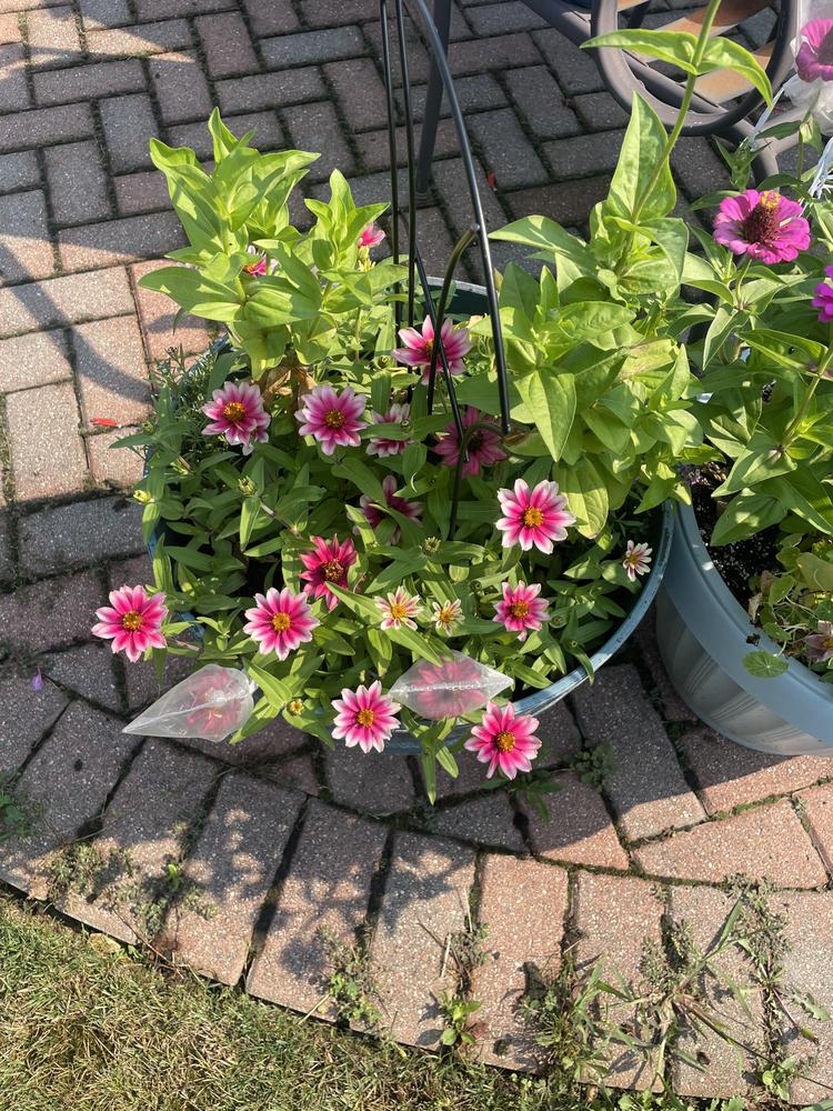 Photo of the entire plant of Zinnia 'Profusion Cherry Bicolor' posted ...