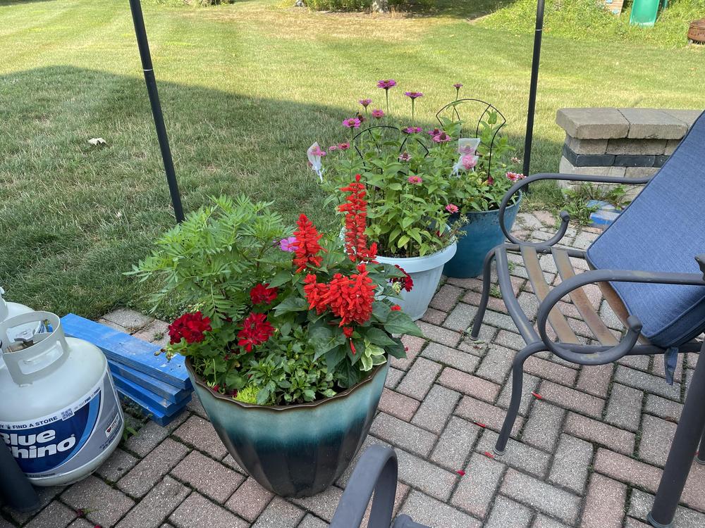 Photo of the entire plant of Scarlet Sage (Salvia splendens Vista™ Red ...