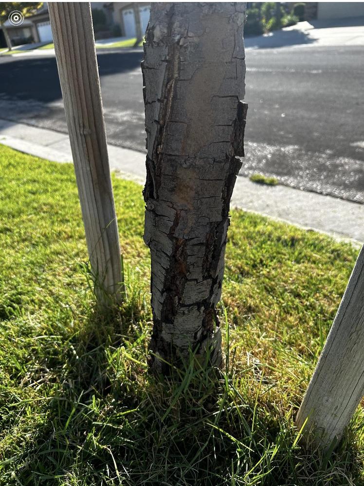 London Plane Tree Vertical Trunk Splitting in the Ask a Question forum ...