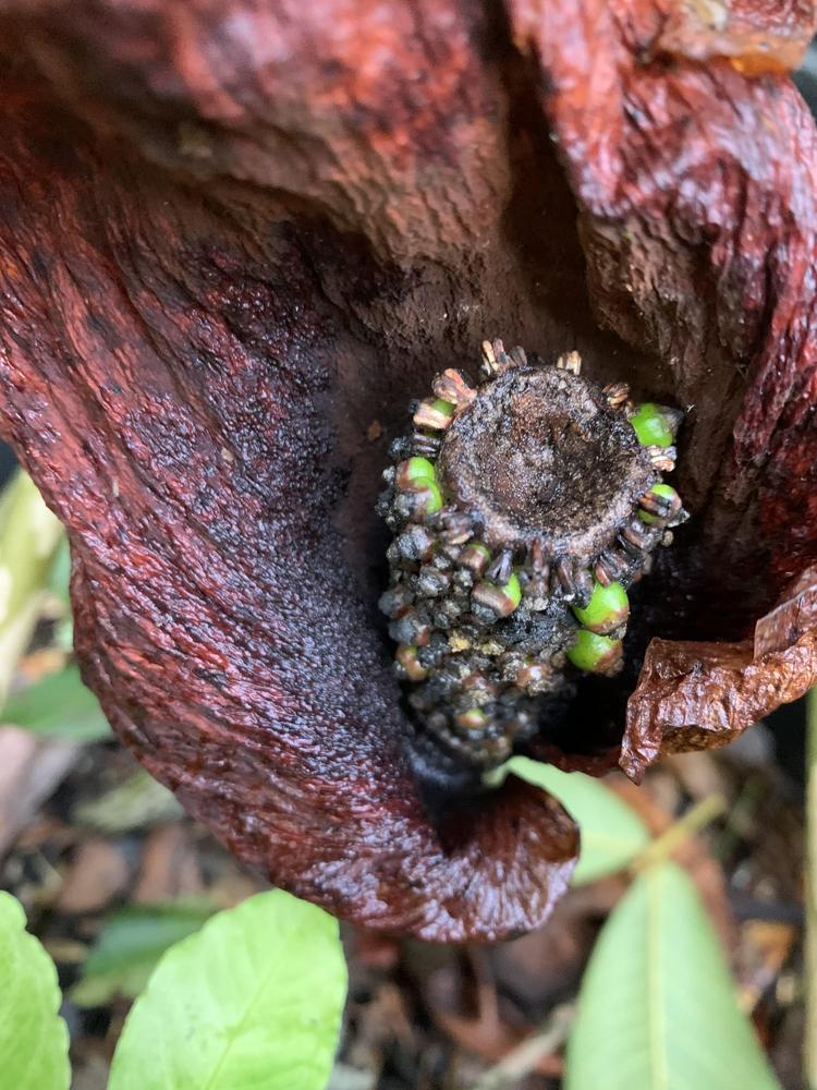 Photo of the fruit of Voodoo Lily (Amorphophallus bulbifer) posted by ...