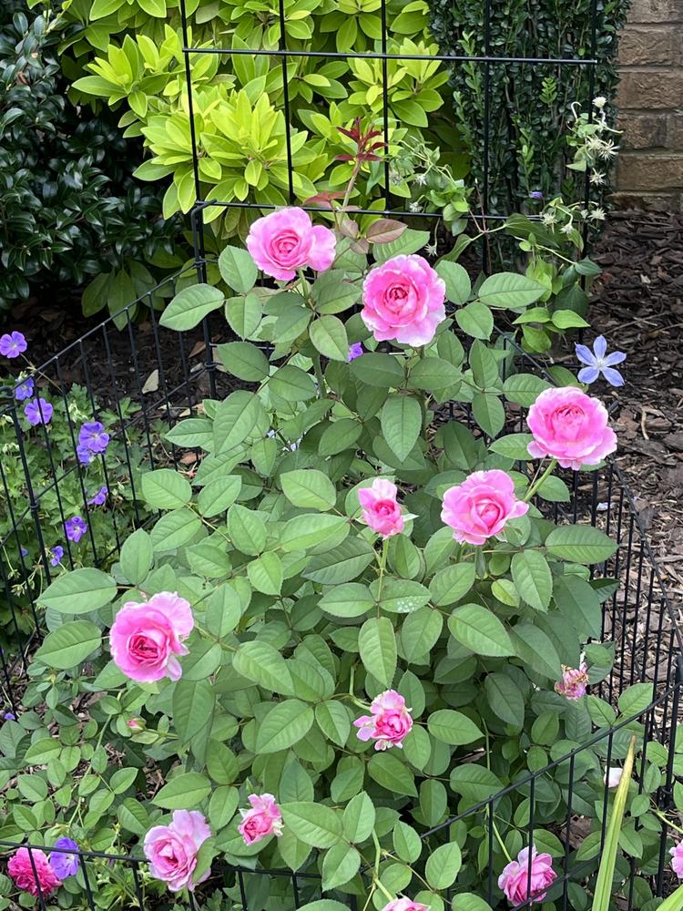 Photo of the entire plant of Rose (Rosa 'Raspberry Cupcake') posted by ...