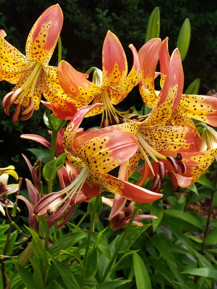 Photo of the bloom of Lily (Lilium 'Fusion') posted by diablacutie ...