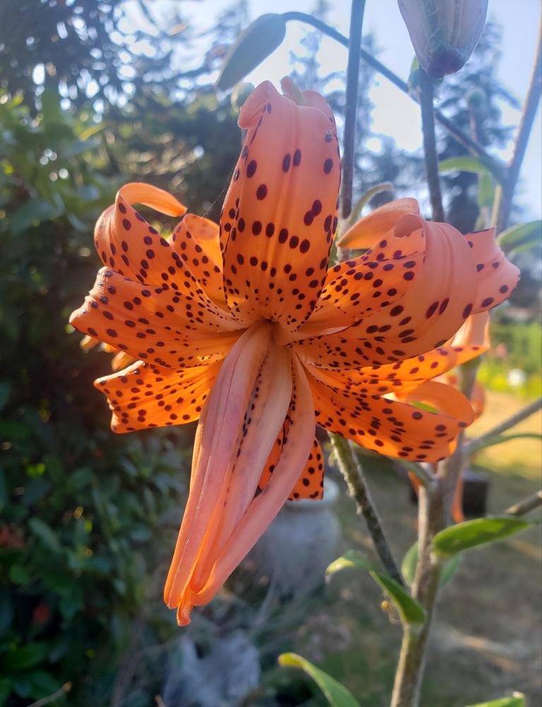 Photo of the bloom of Double Tiger Lily (Lilium lancifolium 'Flore ...