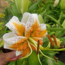 Lily (Lilium 'Lady Alice') in the Lilies Database - Garden.org