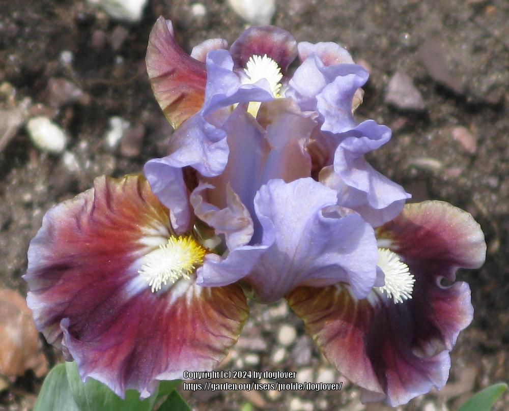 Photo of the bloom of Standard Dwarf Bearded Iris (Iris 'Devoted') posted by doglover - Garden.org