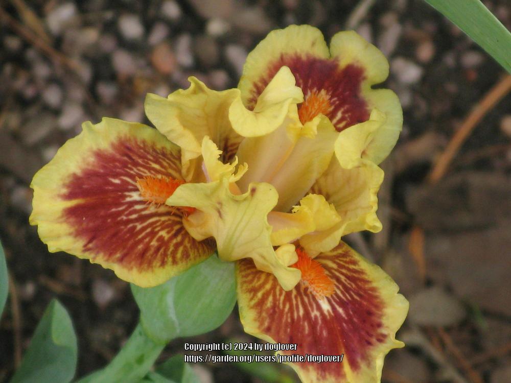 Photo of the bloom of Standard Dwarf Bearded Iris (Iris 'Eye of the ...