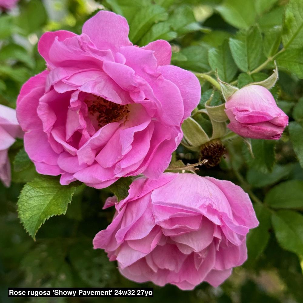 Rose (Rosa 'Showy Pavement') in the Roses Database - Garden.org