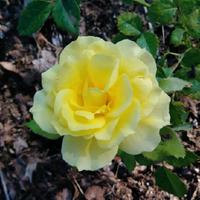 Photo of the bloom of Rose (Rosa 'Sunsprite') posted by pixie62560 ...