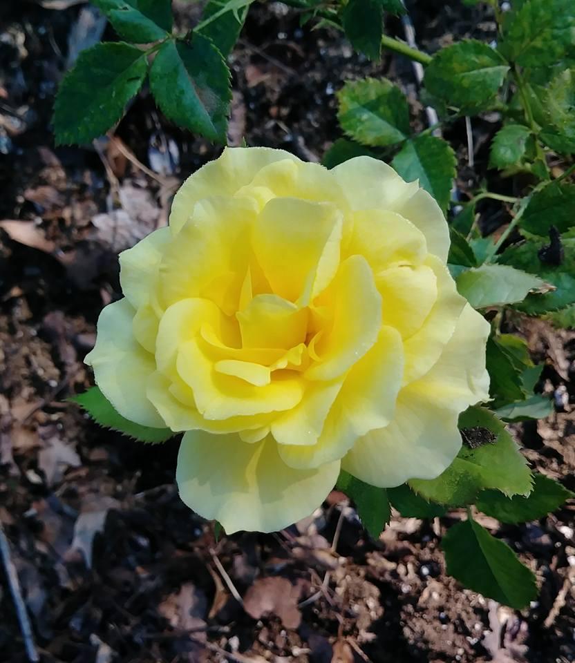 Rose (Rosa 'Sunsprite') in the Roses Database - Garden.org