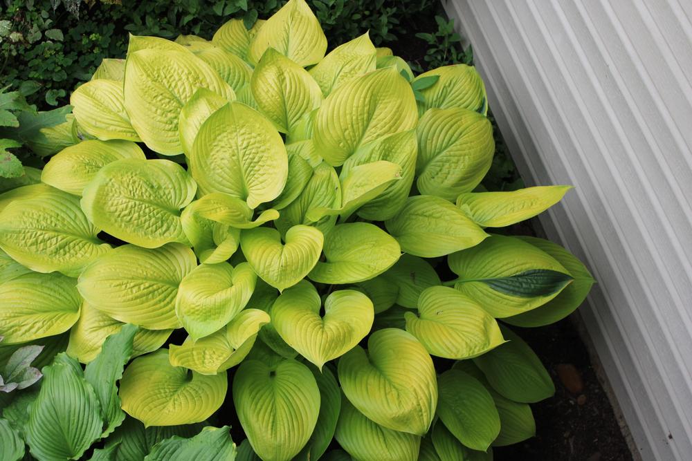 Photo of the entire plant of Hosta 'Golden Age' posted by JimKlaiber ...