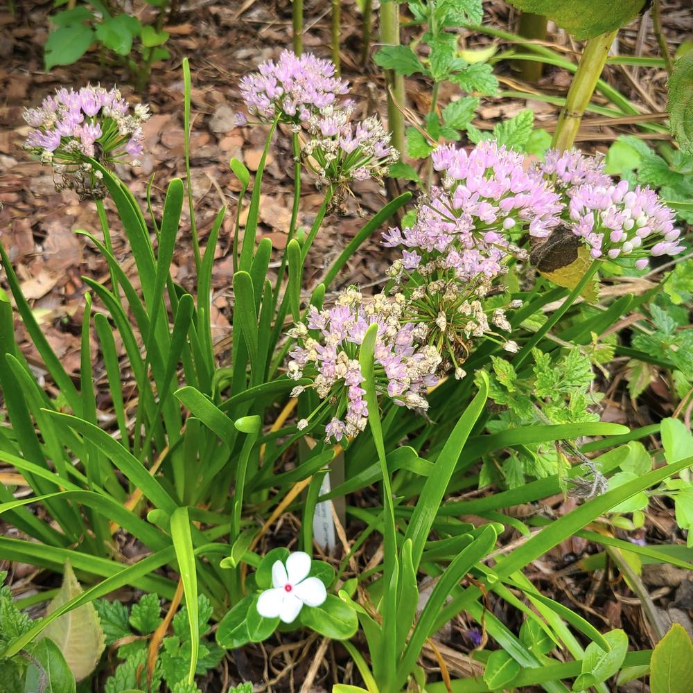 Photo of the entire plant of German Garlic (Allium senescens) posted by ...
