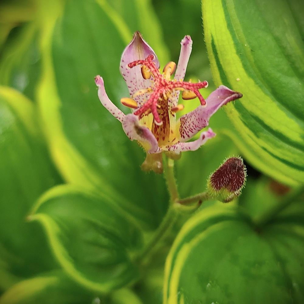 Photo of the closeup of buds, sepals and receptacles of Toad Lily ...