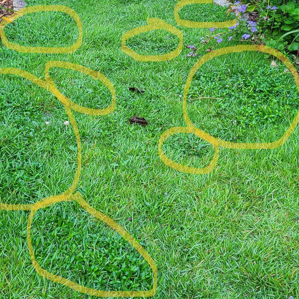 Photo of the entire plant of Virginia Buttonweed (Diodia virginiana ...