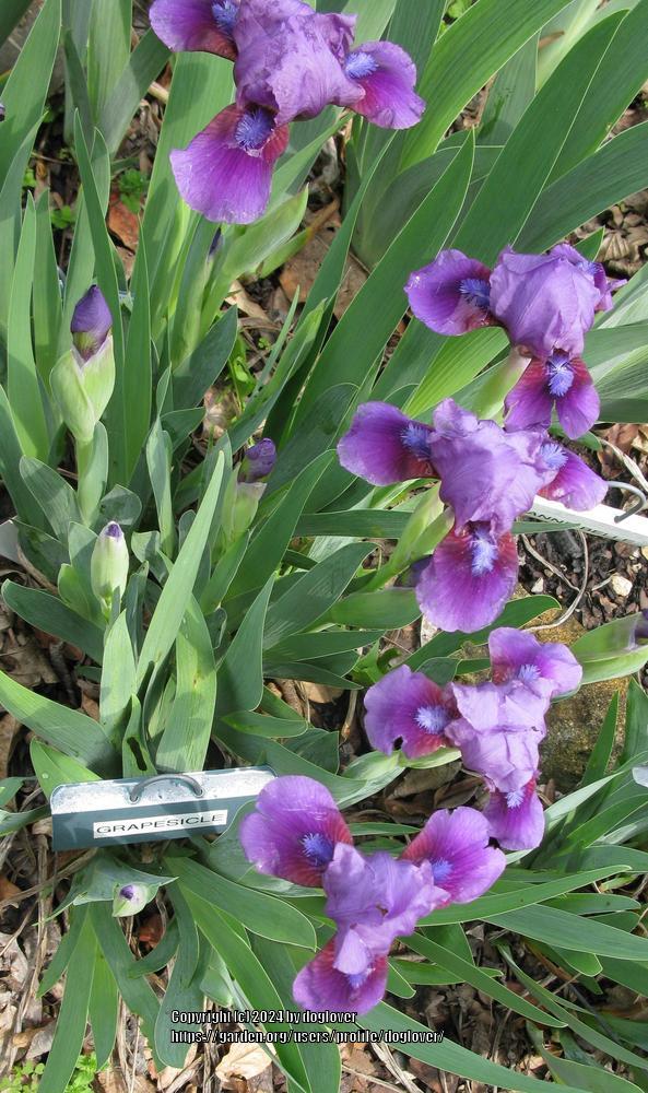 Photo of the bloom of Standard Dwarf Bearded Iris (Iris 'Grapesicle') posted by doglover ...
