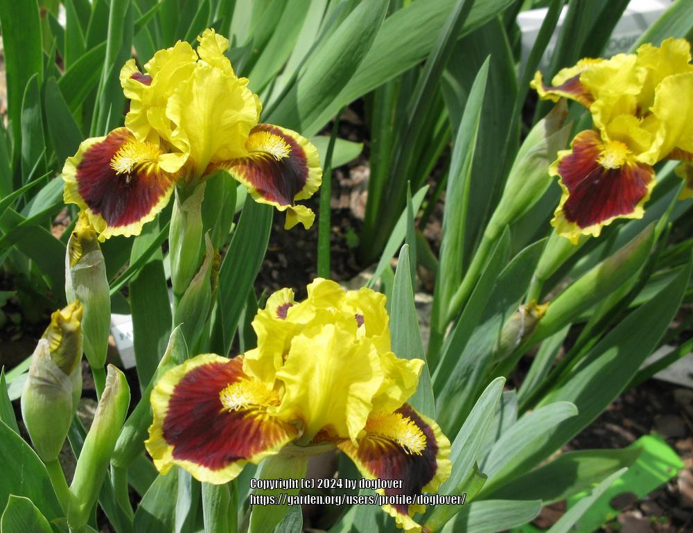 Photo of the bloom of Standard Dwarf Bearded Iris (Iris 'Ultimate') posted by doglover - Garden.org