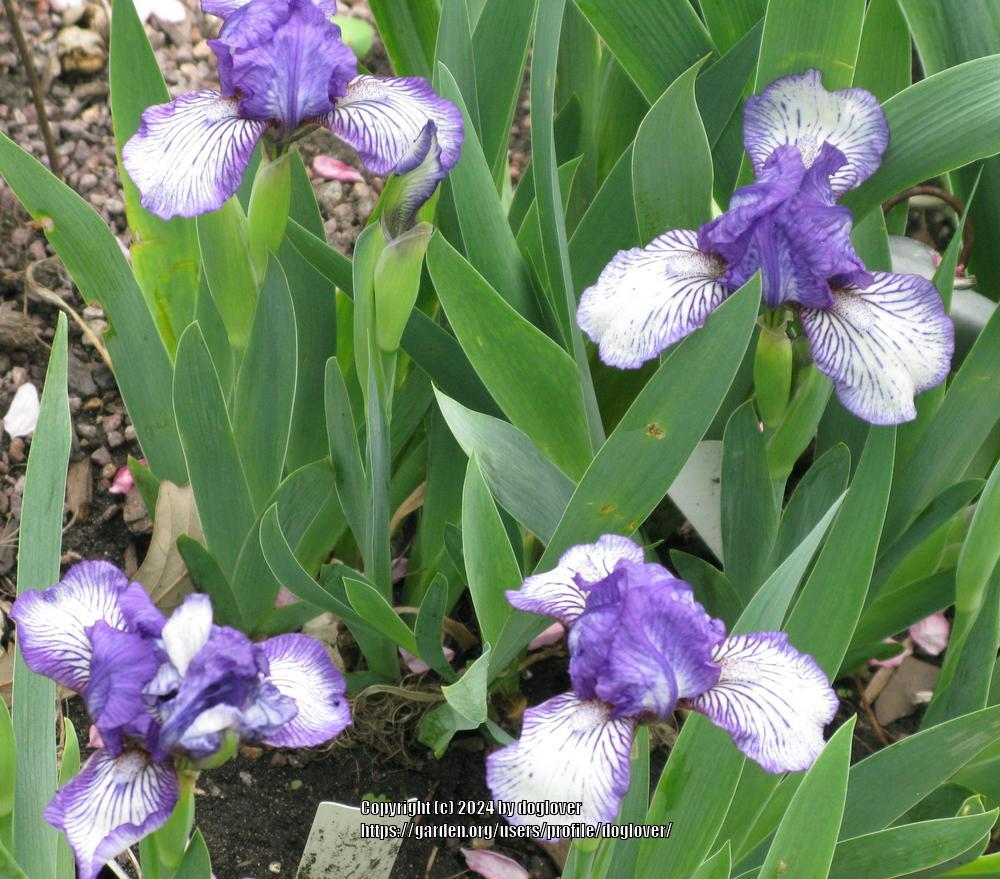 Photo of the bloom of Standard Dwarf Bearded Iris (Iris 'Twink') posted by doglover - Garden.org