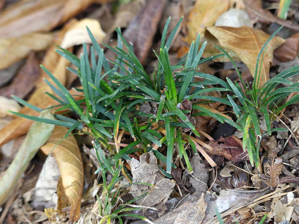 Photo of the entire plant of Mondo Grass (Ophiopogon japonicus 'Gyoku ...