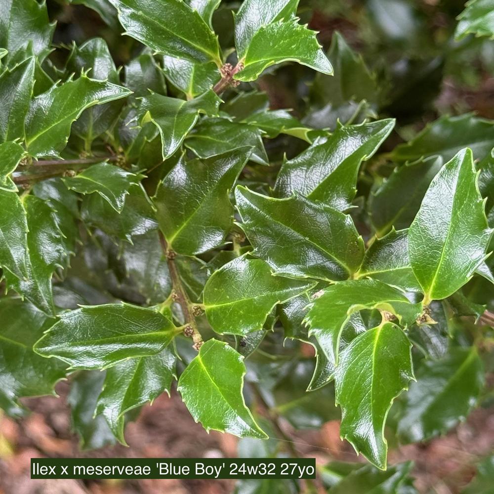 Photo of the leaves of Meserve Holly (Ilex 'Blue Boy') posted by ...