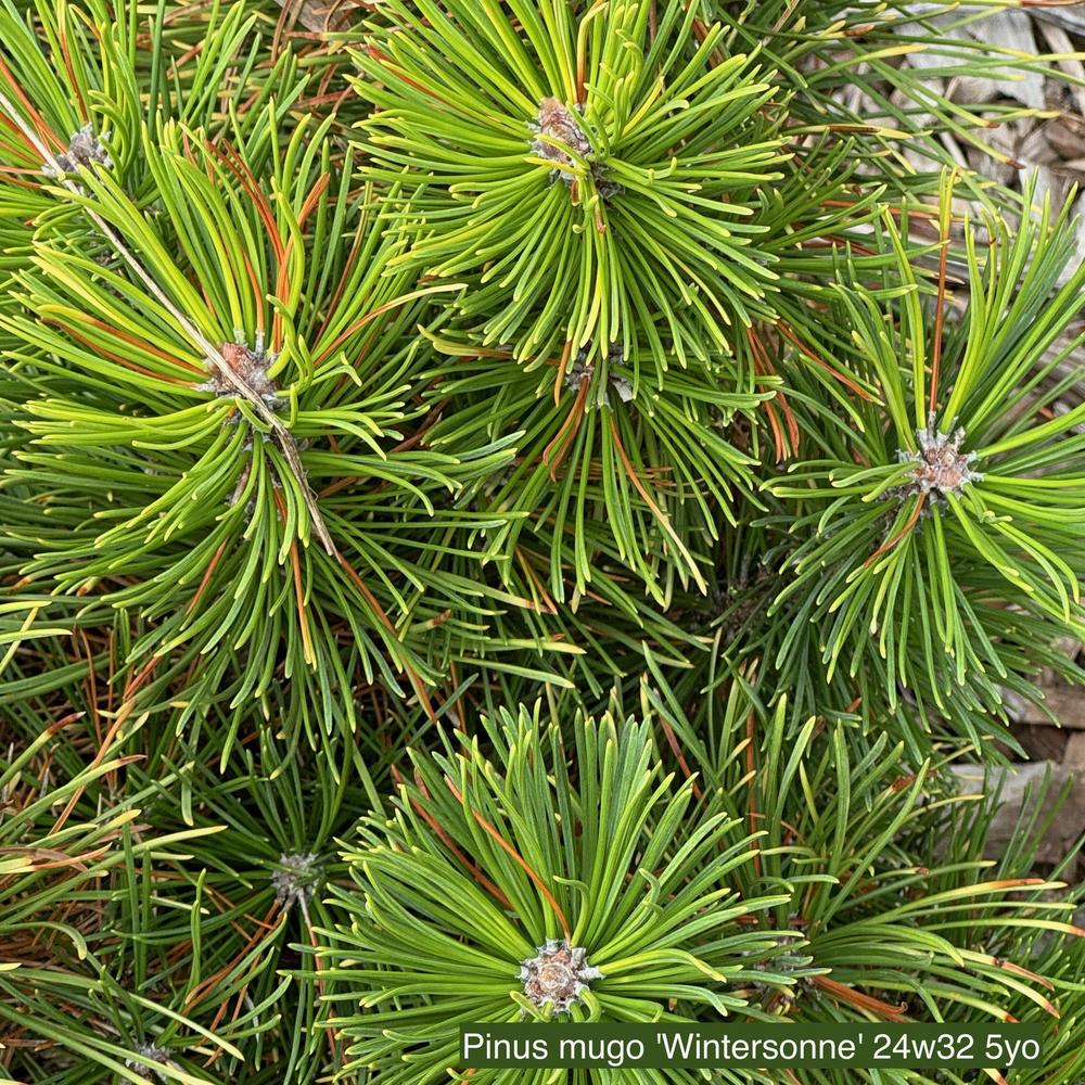 Photo of the leaves of Mugo Pine (Pinus mugo 'Wintersonne') posted by ...
