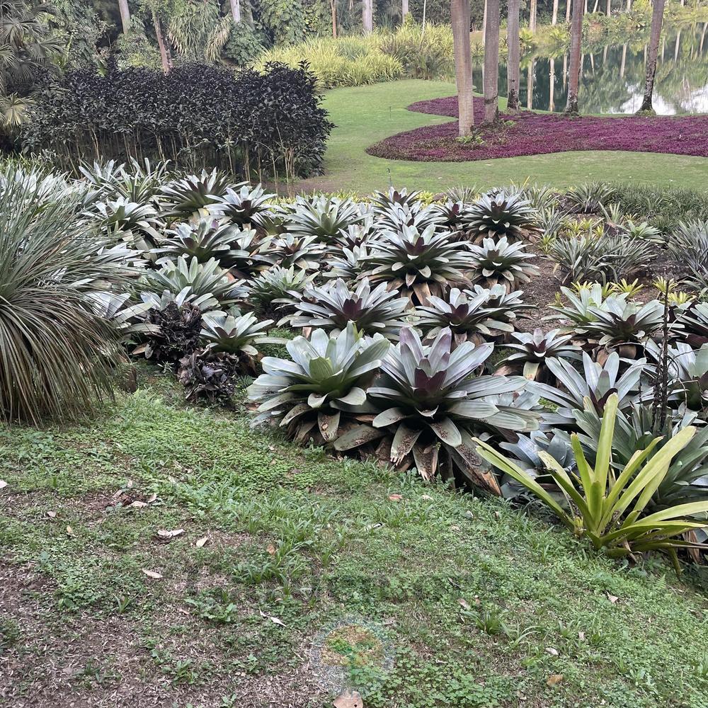 Imperial Bromeliad (Alcantarea imperialis) - Garden.org