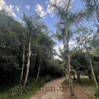 Photo of the entire plant of Maya Palm (Gaussia maya) posted by ...