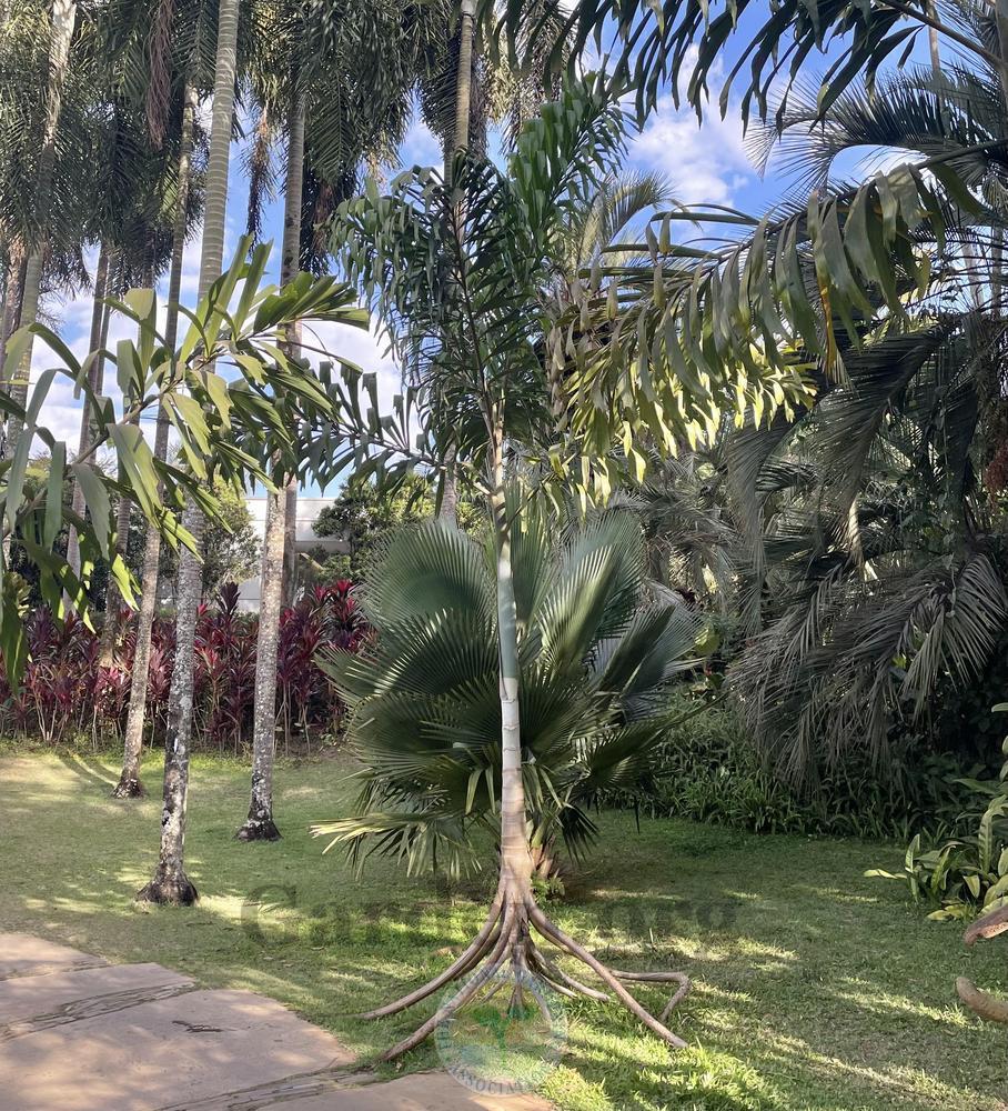 Photo of the entire plant of Walking Palm (Socratea exorrhiza) posted ...
