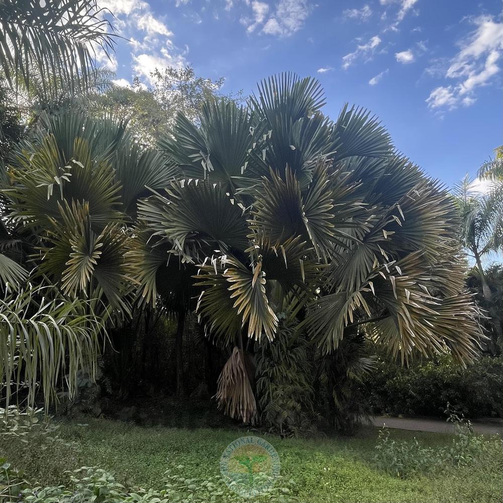 Photo of the entire plant of Talipot Palm (Corypha umbraculifera ...
