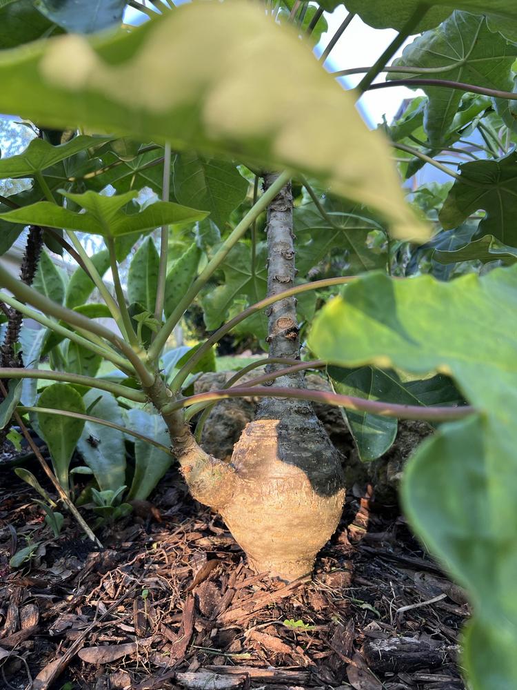 Photo of the stem, scape, stalk or bark of Buddha Belly Plant (Jatropha ...