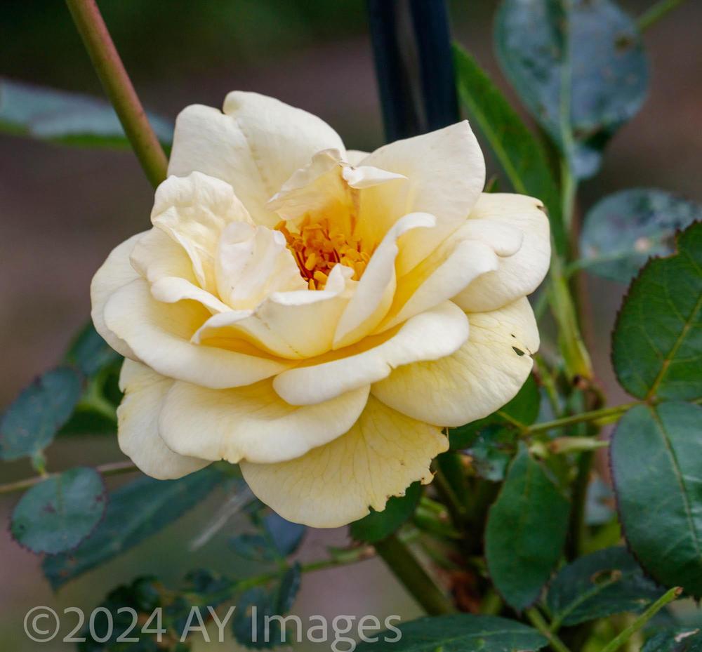 Photo of the bloom of Rose (Rosa 'J.P. Connell') posted by ayimages ...