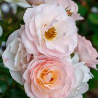 Photo of the bloom of Rose (Rosa 'Sirius') posted by ayimages - Garden.org